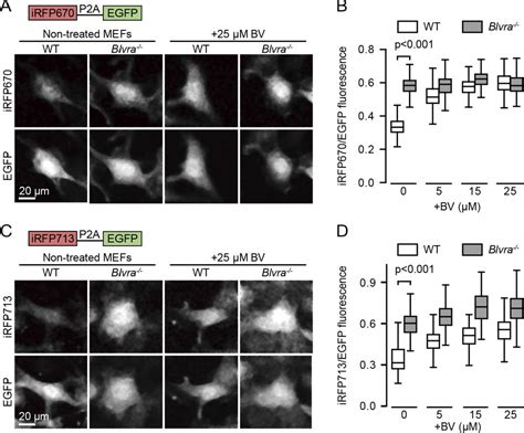 Figure 2 From Biliverdin Reductase A Deficiency Brighten And Sensitize Biliverdin Binding