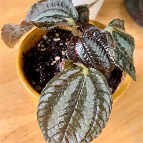 10 Advantages Of Having A Pilea Involucrata Norfolk