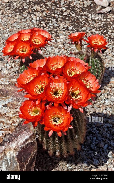 Magnificent Scarlet Cereus Cactus In Bloom Trichocereus Sp Stock