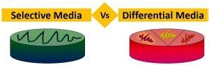 Difference Between Selective And Differential Media With Comparison Chart Biology Reader