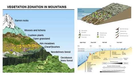 Forest Ecosystem Definition Types Functions Biology Notes Online