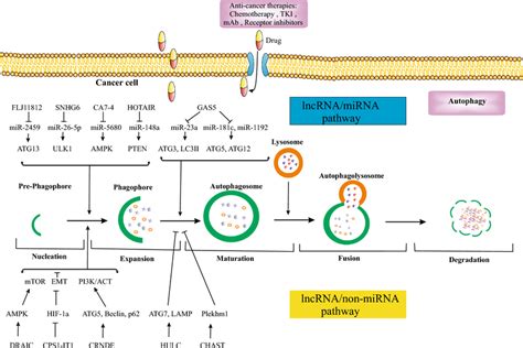The Expression Patterns Of Lncrnas Can Be Affected By Tumor Associated