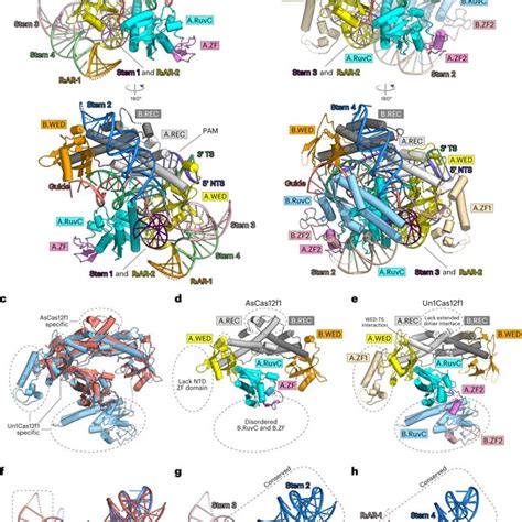 Architecture Of The Sgrna And Its Engineering A Schematic