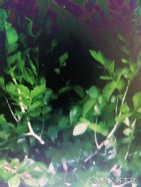 家庭養花七里香 每日頭條