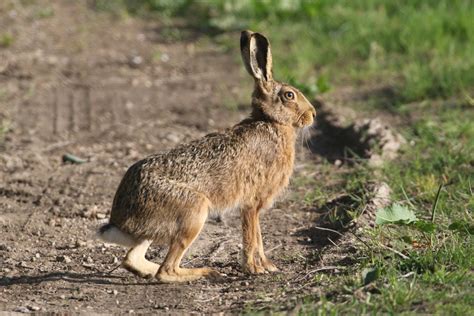Brown Hare Andrew Chick Ecology