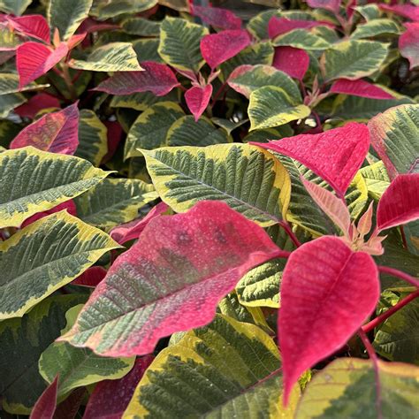 Tapestry Poinsettia 6 Pot Platt Hill Nursery