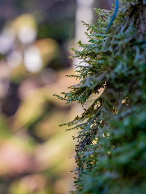 Premium Photo Moss On A Tree