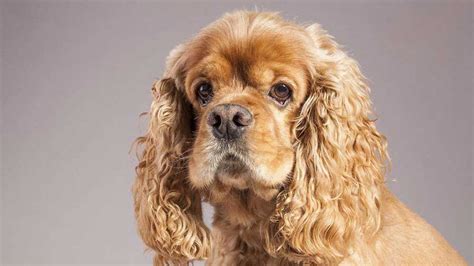 What Kind Of Cocker Is Lady Rcockerspaniel