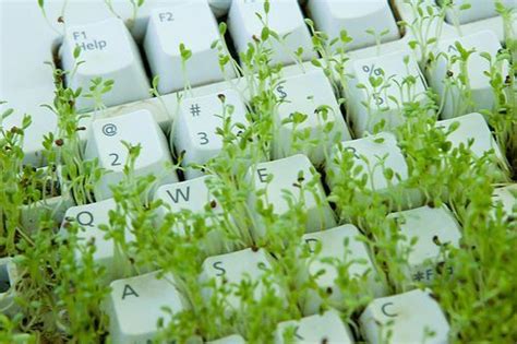 How To Grow Green Grass On Your Keyboard Artofit