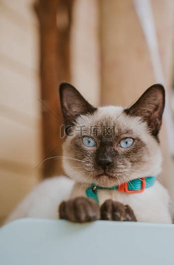 可爱小喵咪简笔画背景图片大全 可爱小喵咪简笔画高清照片下载 千库网