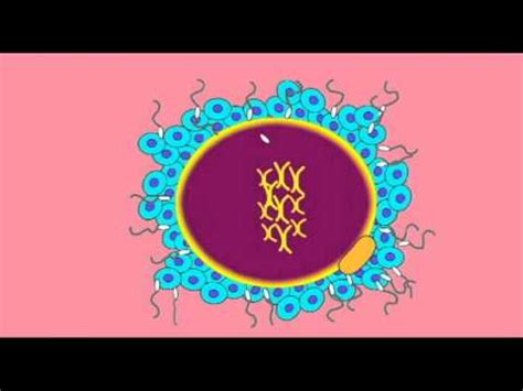 AP2 DEVELOPMENT PREVENTING POLYSPERMY Avi YouTube