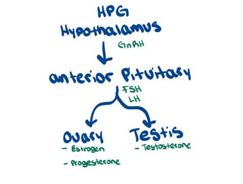 Chapter A27 Reproductive System Chapter 27b The Reproductive System