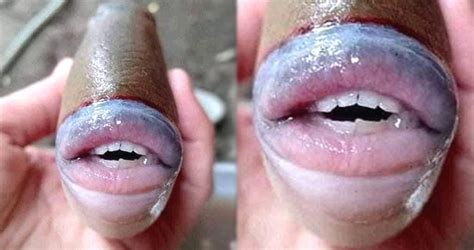 사람 입술과 치아까지 가진 물고기가 발견됐다 인사이트