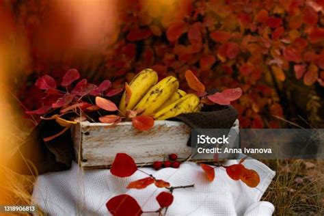 가을 나무와 빨간색과 분홍색 색조의 잎 사이에 나무 흰색 상자에 잘 익은 향기로운 노란색 바나나 아름다운 계절 구성 0명에 대한 스톡 사진 및 기타 이미지 Istock