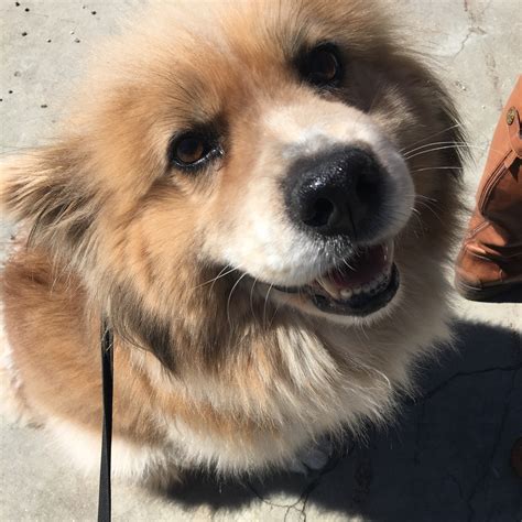 Dog Rescue Stories Junebug And Her Daughter Ran Away Positively Woof