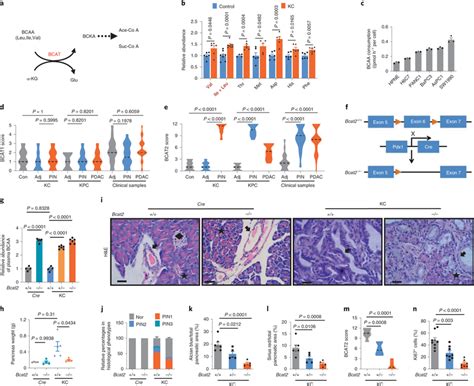 Bcat2 Is Critical For Pdac Development A Schematic Representation Of Download Scientific
