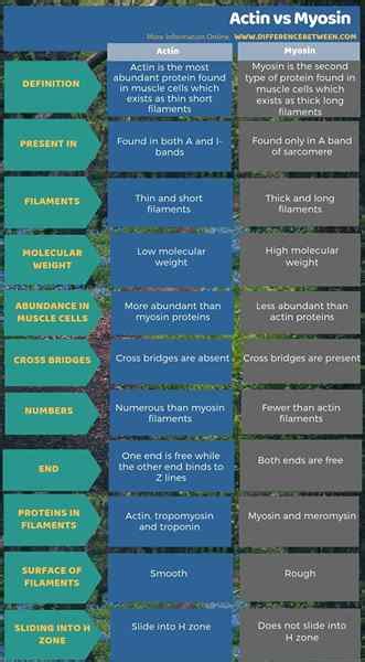 Perbedaan Antara Aktin Dan Myosin Prodiffs