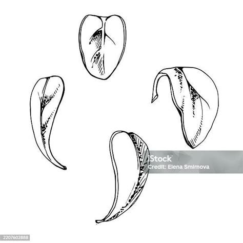 부시 나무 꽃 단풍 크랜베리 링곤베리 회양목 블루베리 벡터 손으로 잉크로 그린 녹색 잎 고립된 식물 삽화 결혼식 꽃집 스크랩북 데쿠파주 화장품 가울테리아에 대한 스톡 벡터