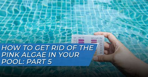 How To Get Rid Of Pink Algae In Your Pool