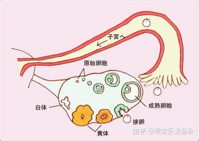 黄体功能不全根据目标来定处理方案看完涨知识了 知乎