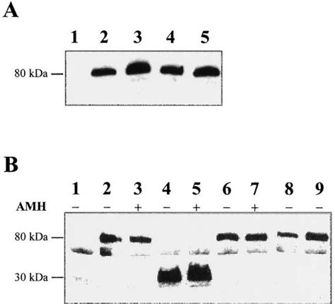 Interaction Between Amh Type Ii And Type I Receptors A Cos Cells Were Download Scientific