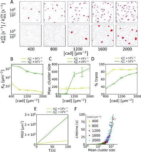 Weak Cis Binding Affinity Leads To Formation Of Larger Clusters A