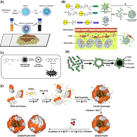 The Structure Of Ferritin Nanocage A Structure Of Human H Ferritin Download Scientific