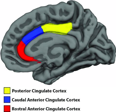 Anterior Cingulate Cortex