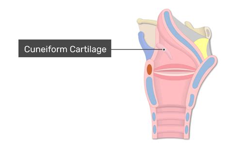 Cuneiform Cartilage Cuneiform Cartilage An Overview Sciencedirect