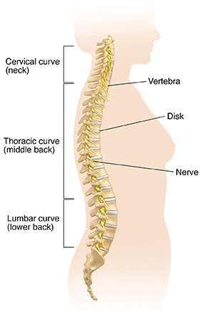 Lumbar Disk Disease Herniated Disk Cedars Sinai