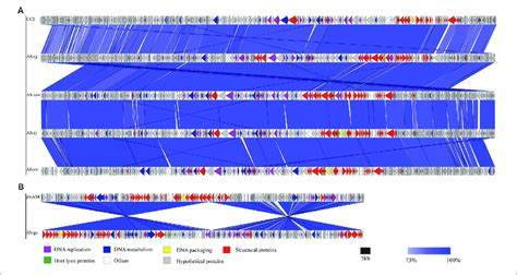 Multiple Sequence Alignment Of Phage Genomes The Whole Genomes Of Download Scientific