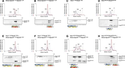Identification Of A Domain For Ndc80 Complex Tetramerization The