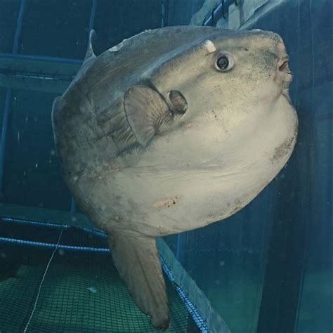 Can Sunfish Be Kept In An Aquarium Diy Seattle