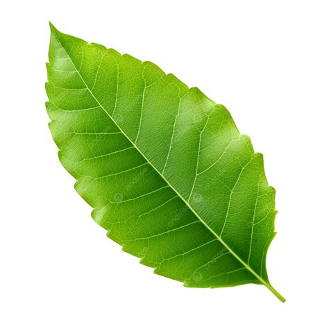 Single Green Leaves