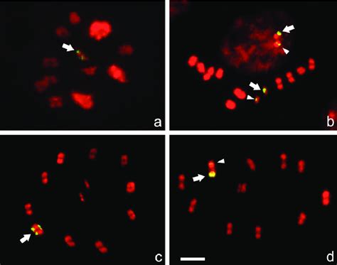 A D Location Of Rdna Sites By Fish At Metaphase I Of T Infestans