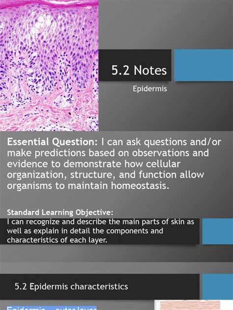 Epidermis Structure And Function Guide Pdf Epidermis Skin