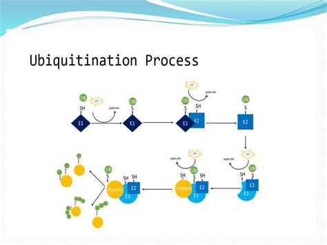 Post Translational Modificationpptx Biological Sciences Science