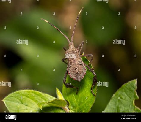 Leaf Footed Bug On Leaf Of Wildflower Plant Insect And Wildlife Conservation Beneficial Insect