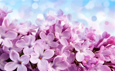 Сирень скачать фото обои для рабочего стола картинка 11 из 11