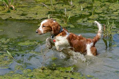 American Water Spaniel