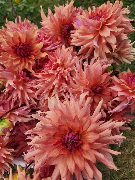 Potted Dahlias Green Garden Mama