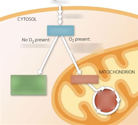 Campbell Biology 1305 Fermentation Split Diagram Quizlet