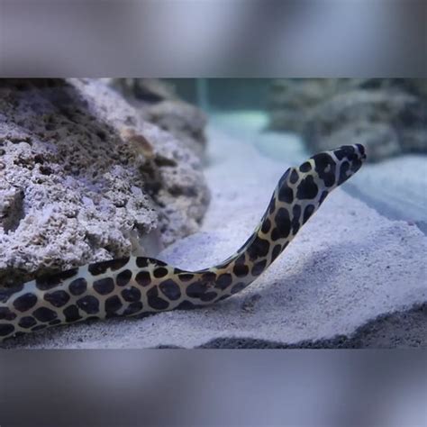 Saltwater Eels For Sale