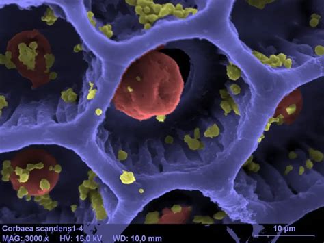 scanning electron microscope principle parts uses biology notes