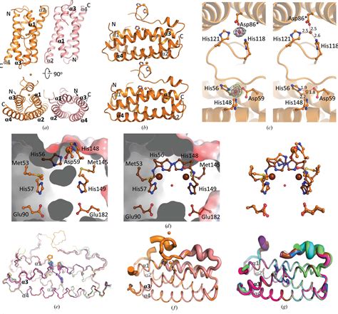 Figure 1 From Structural Basis For Coppersilver Binding By The