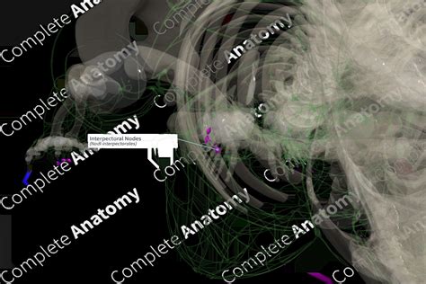 Interpectoral Nodes Left Complete Anatomy