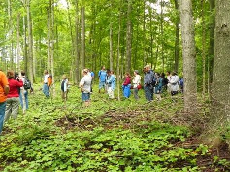 Timber Harvest Methods MSU Extension