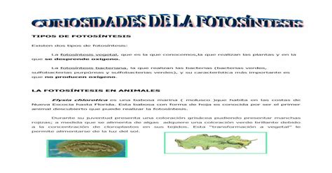 Tipos De FotosÍntesis · Tipos De FotosÍntesis Existen Dos Tipos De