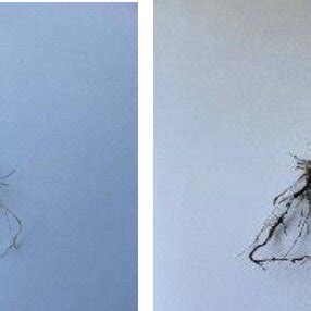 Root System Of Sorghum Grown On A Common Peat Substrate B Peat Download Scientific Diagram