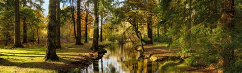 Enhance Your Garden With Native Broadleaf Trees From Uk Woodlands